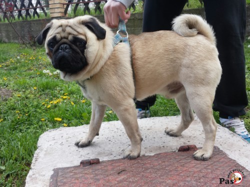 Mops