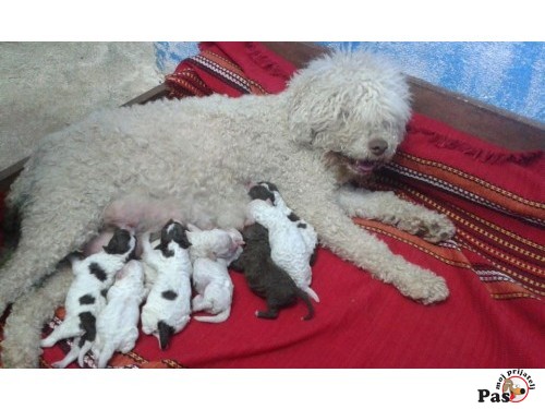 Lagotto romagnolo