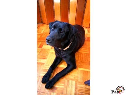 LABRADOR RETRIVER