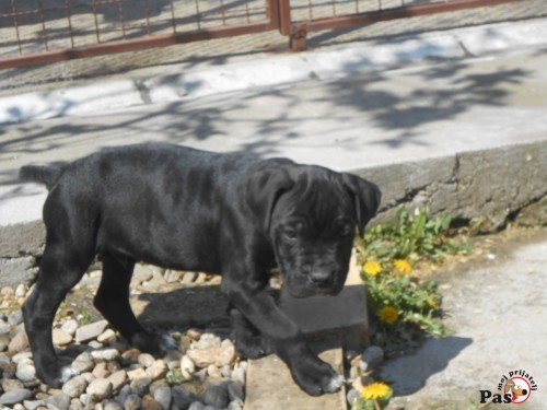 Cane Corso