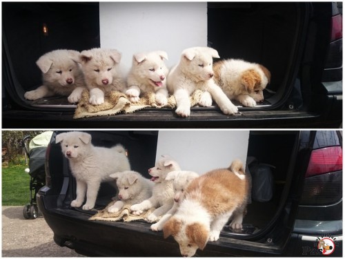 AKITA INU