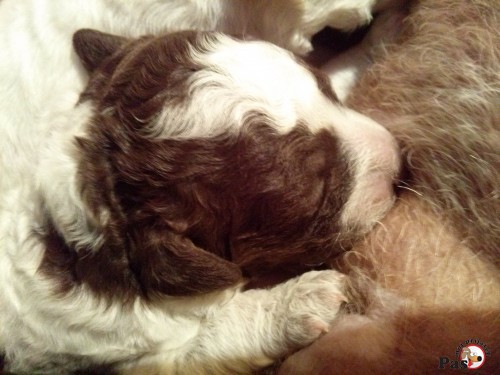 Lagotto romagnolo