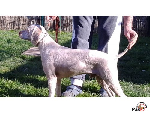 Lagotto romagnolo