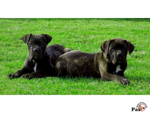 Cane Corso