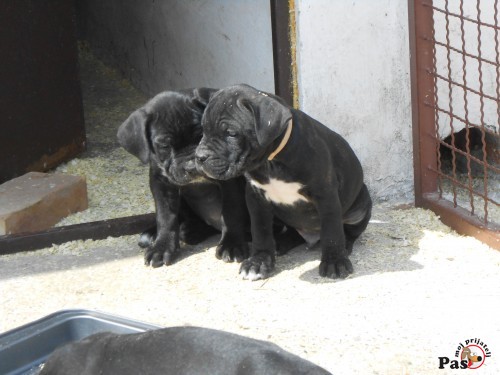 Cane Corso