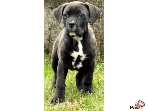 Cane Corso