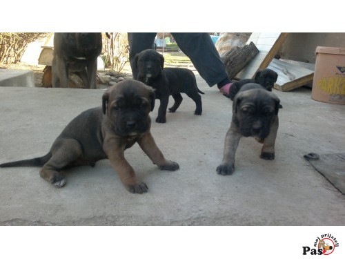 Cane Corso
