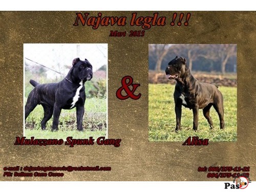 Cane Corso