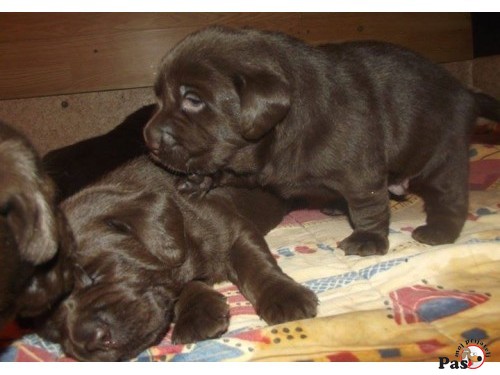 LABRADOR RETRIVER