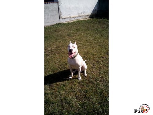 Dogo argentino