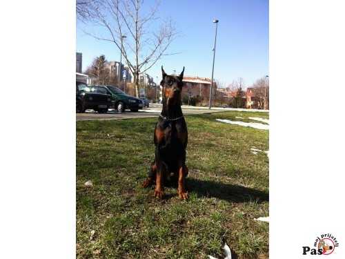 Doberman