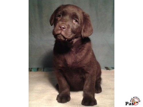 Labrador retriver