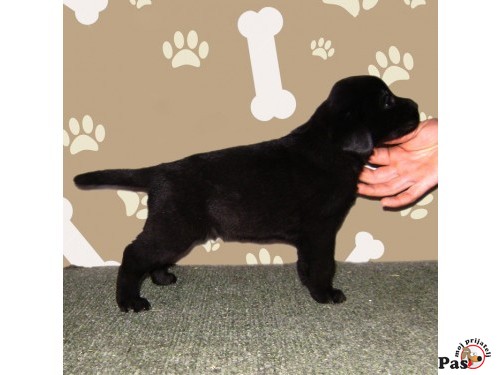 Labrador retriver