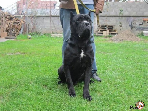 Cane Corso