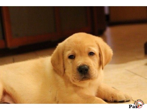 LABRADOR RETRIVER
