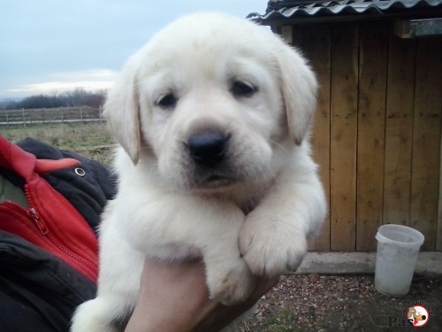 LABRADOR RETRIVER