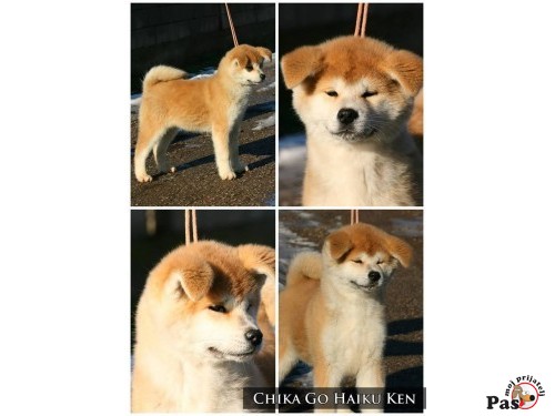 Akita Inu