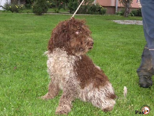 Lagotto romagnolo