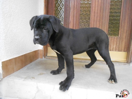 Cane Corso