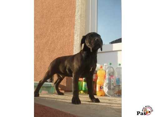 Cane Corso