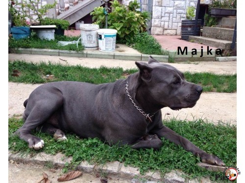 Cane Corso