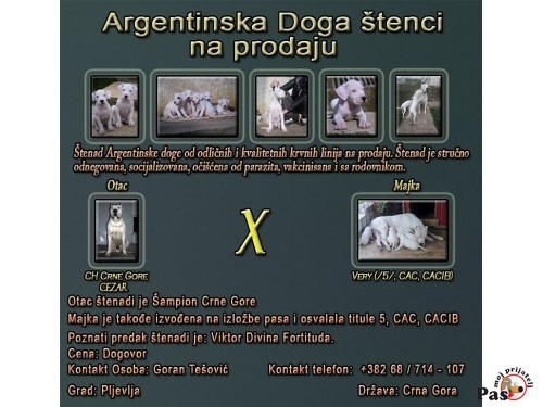 Dogo argentino