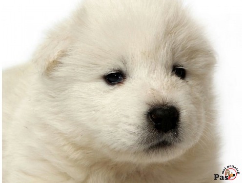 Samojed