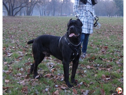 CANE CORSO