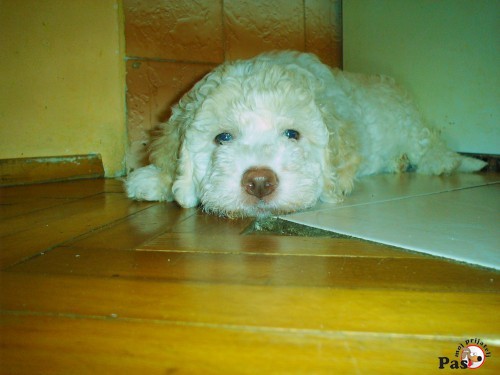 Lagotto romagnolo