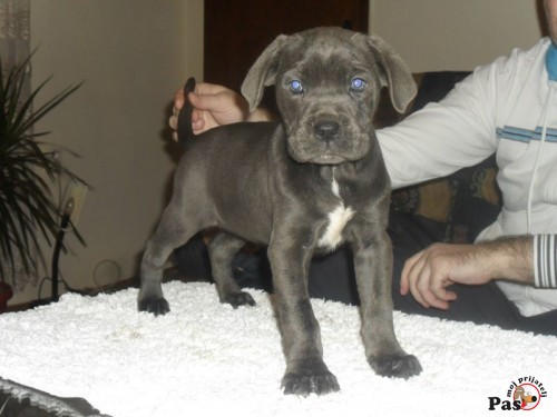 Cane Corso