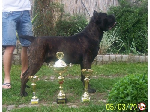 Cane Corso