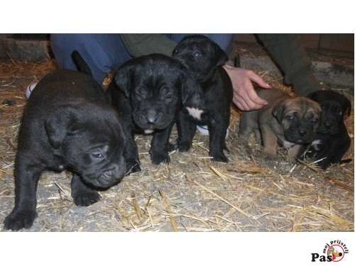 Cane Corso