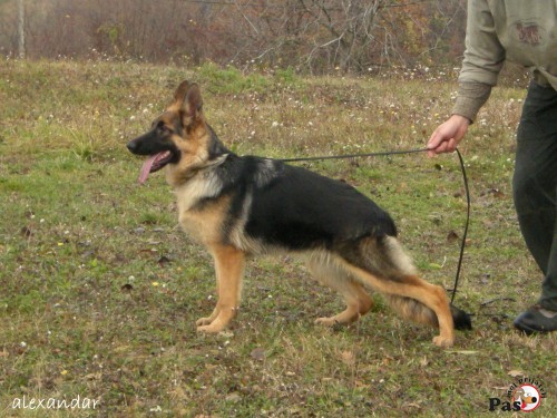Nemački ovčar