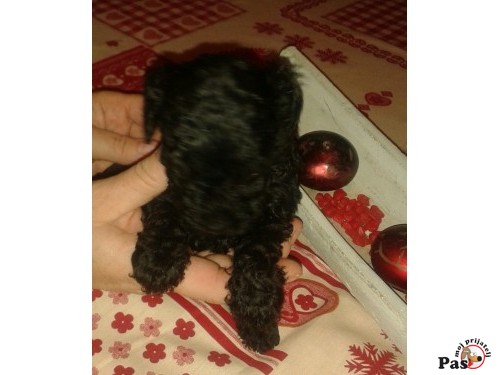 PUDLE