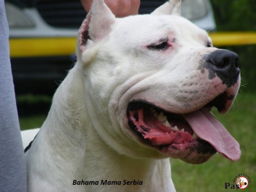 Dogo argentino