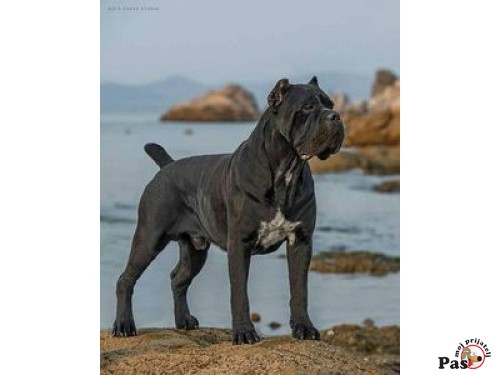 CANE CORSO