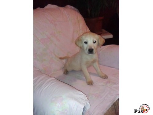 Labrador retriver
