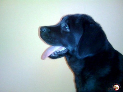 Labrador retriver