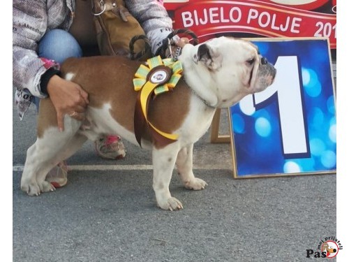 Engleski buldog