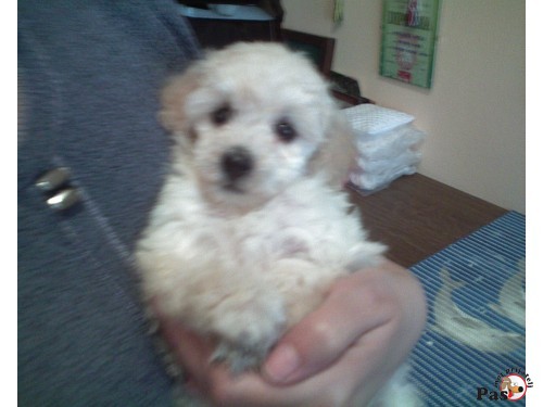 PUDLE