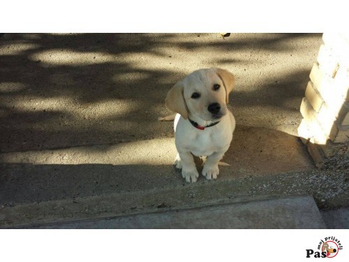 LABRADOR RETRIVER