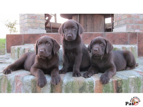 Labrador retriver