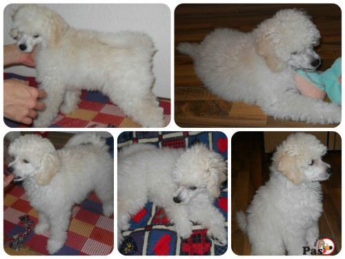 PUDLE