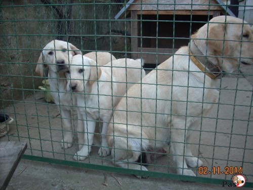 Labrador retriver