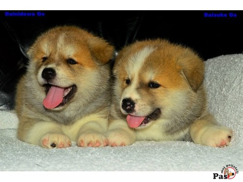 AKITA INU