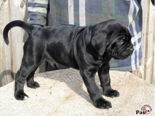 Cane Corso