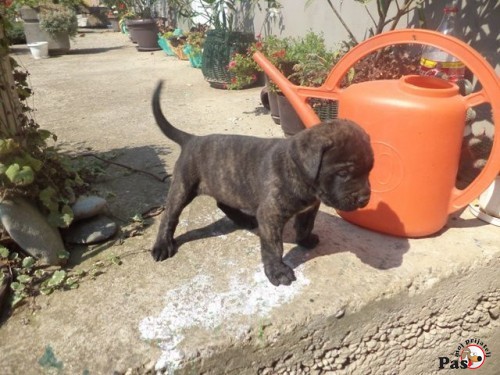 Cane Corso