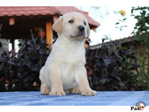 Labrador retriver