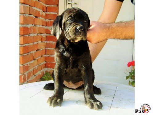 Cane Corso