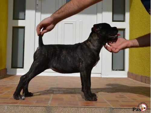 Cane Corso